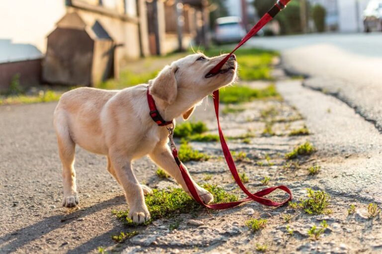 5 Ways to Encourage Positive Behavior in Your Dog